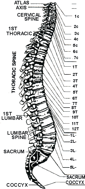 Spinal cord - The core of human existance.